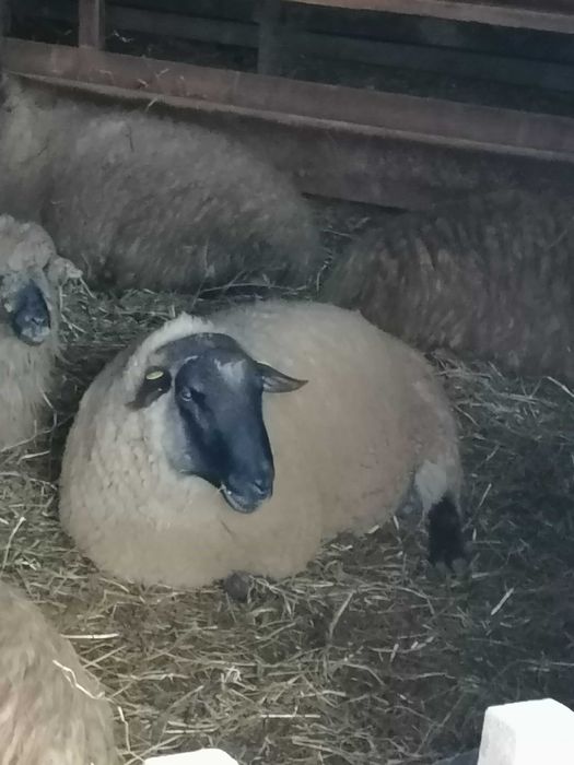 Disponibili 2 berbeci suffolk Zorlentu Mare • OLX.ro