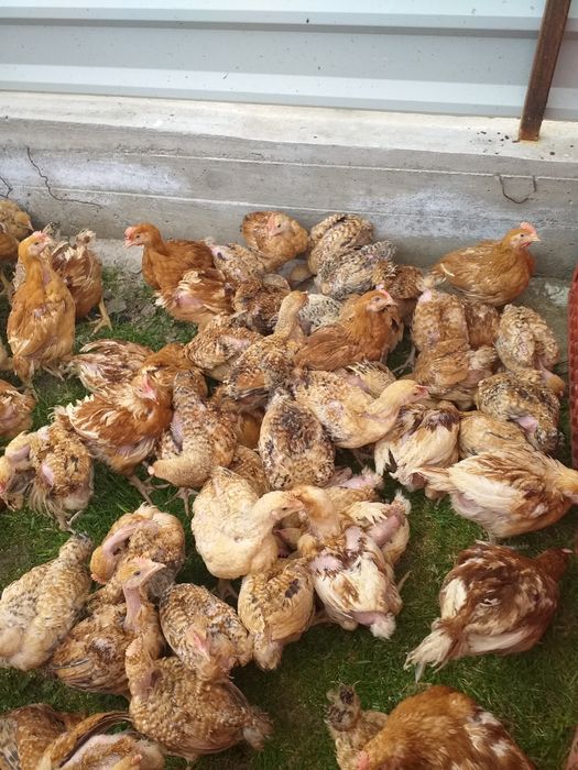Pui rasa kabir puii au o greutate de 700-900gr Pisculesti • OLX.ro