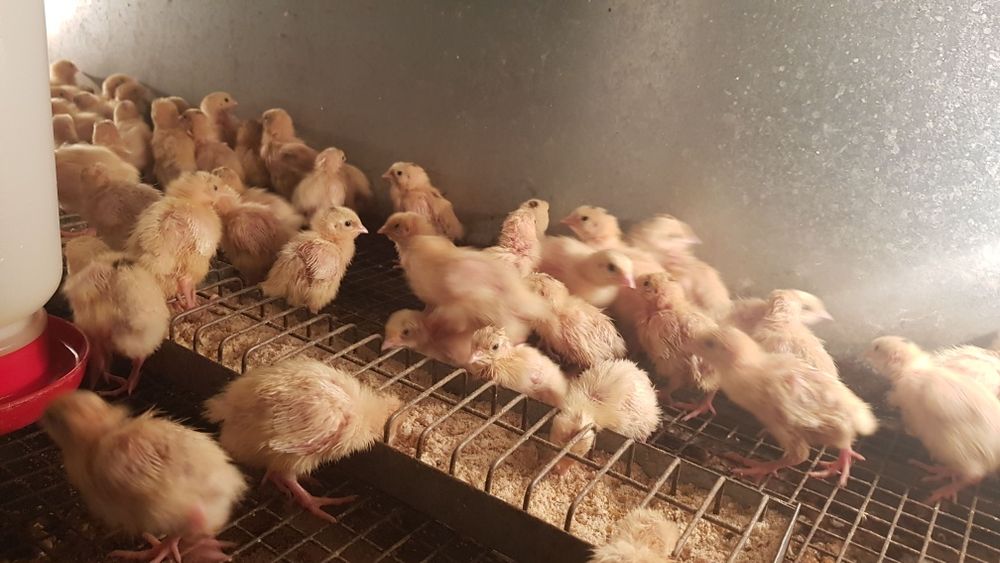 Pui 1 zi prepelite PolaraGigant Bucuresti Sectorul 5 • OLX.ro