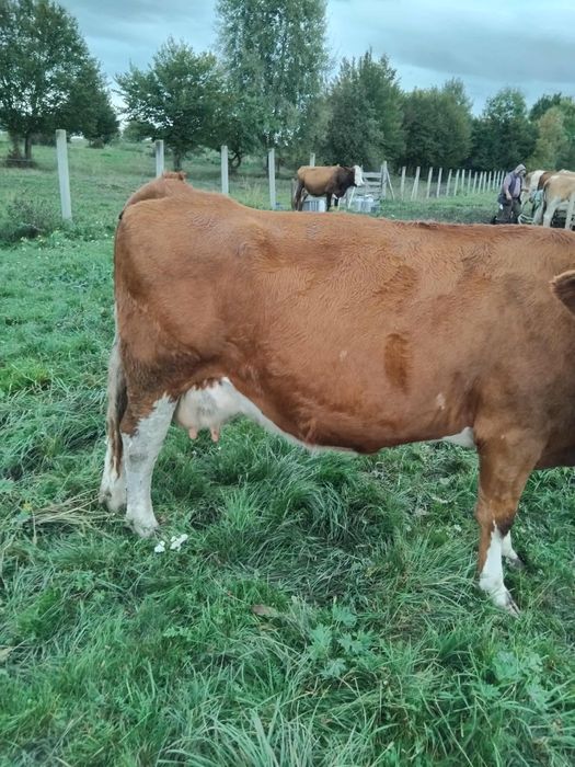 Vand 3 vaci cu lapte Sieut • OLX.ro