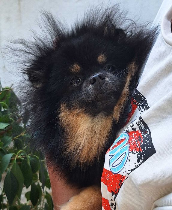 Развъдник FCI за померан и малък шпиц предлага момче гр. Асеновград • OLX.bg