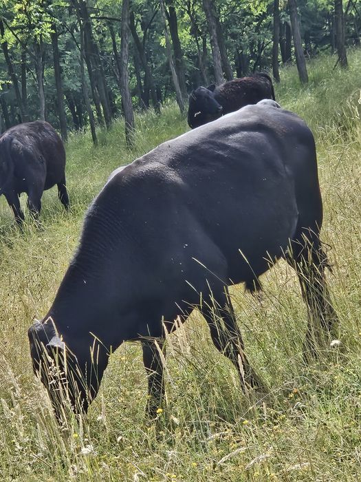 Vând vaci angus . Farcasesti-Mosneni • OLX.ro