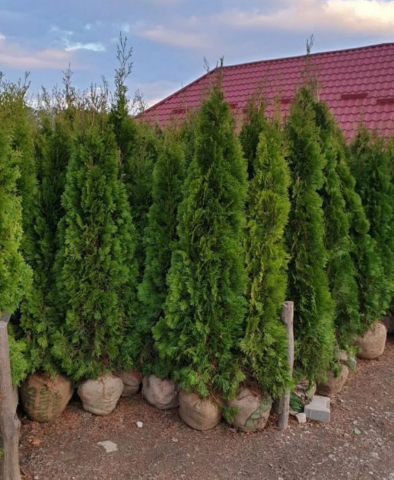 Tuia 1.8 - 2m / vand tuhja smarald. Pepinirea de plante ornamentale ...