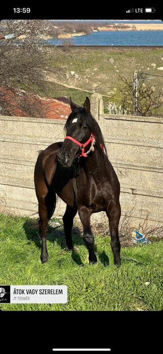 Cal Frizian (castrat) ,Iapa Nostar Furios Ovidiu • OLX.ro