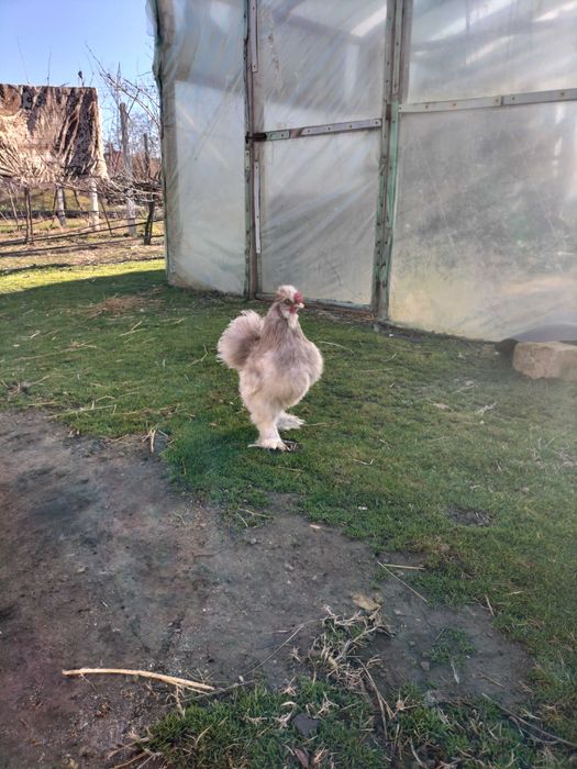 Cocosii mătase japoneză vor alta casa Constanta • OLX.ro