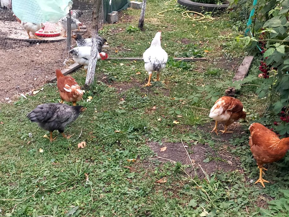 Pui de gaina de 3 luni Cornu de Jos • OLX.ro