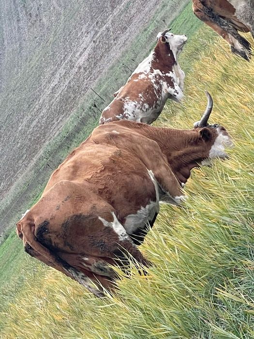 Vand doua vaci bune Avrameni • OLX.ro