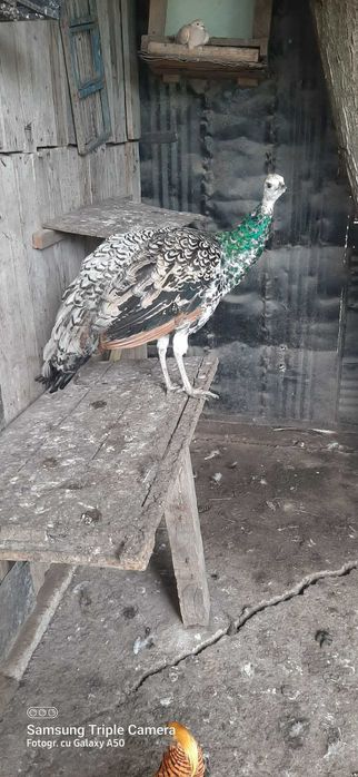 Pauni de vanzare Petresti • OLX.ro