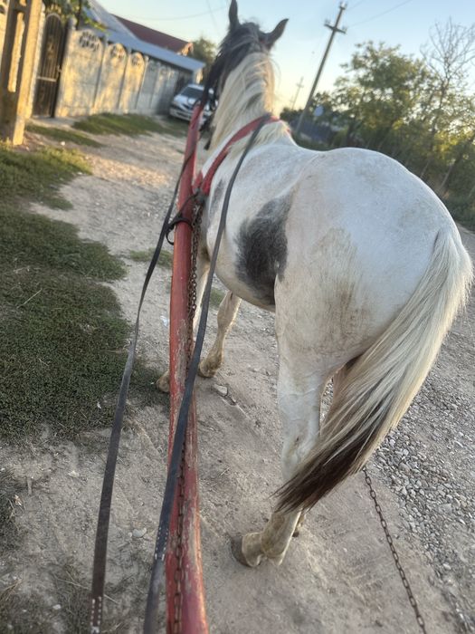 De vanzare cal de RASA PINTO HORSE Smeeni • OLX.ro