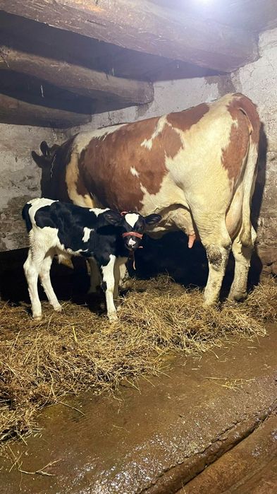 Vând Vaca baltata românească cu vitel tauras Bistrita • OLX.ro