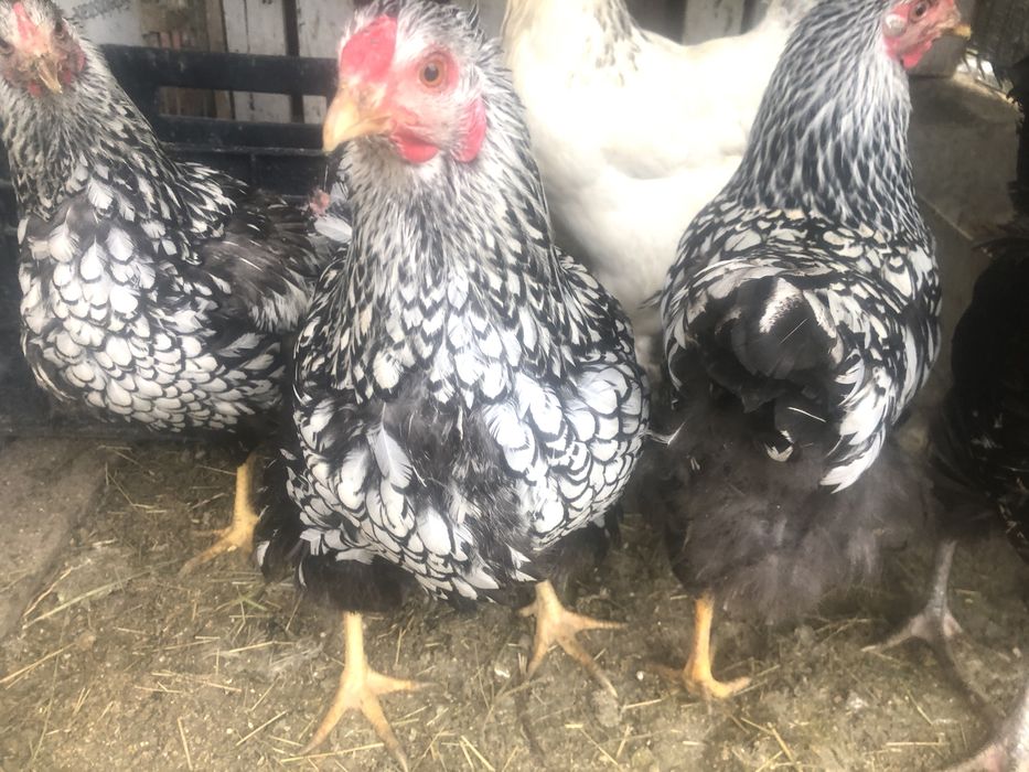 Oua de găina incubator gaini rase mari de carne și oua mari proaspete ...