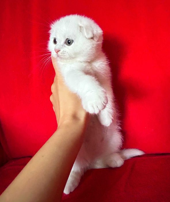 Pisicuță albă de elită, Scottish Fold, Poze reale - Pedigree Arad • OLX.ro