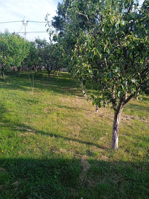 Casa vila +bucatarie vara de vanzare si teren cu vie si livada 1200 mp ...