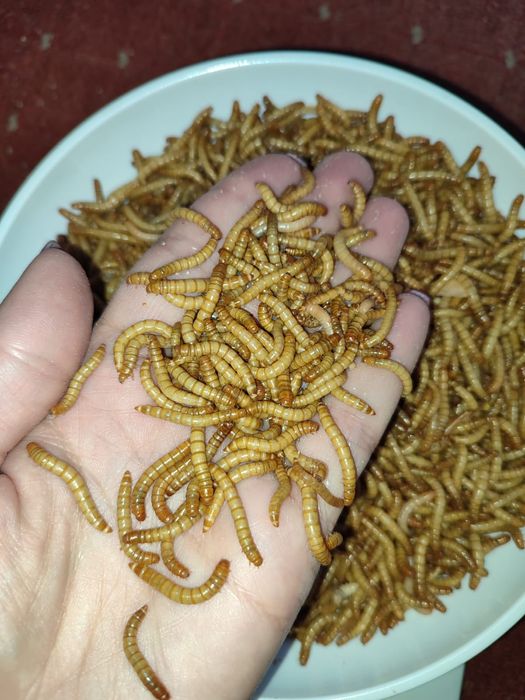 Viermi de făină, hrana vie pentru păsări, reptile, tarantule, hamsteri ...