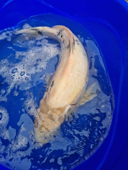 Crapi koi mari +40cm Sasar • OLX.ro