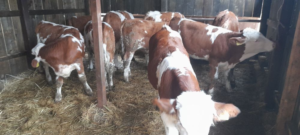 Vând 9 vitele încărcate care provin din mame bune de lapte Sarmasel ...