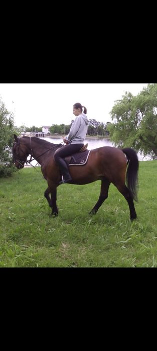 Vând cal rasa gidran sport românesc. Ilfov Buftea • OLX.ro
