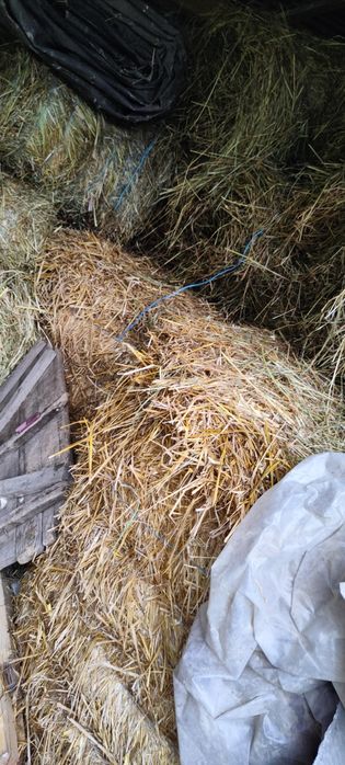 Baloti lucernă cu fân si baloti paie Vata de Jos • OLX.ro