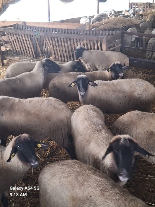 Vând oi carabase tinere Ovidiu • OLX.ro