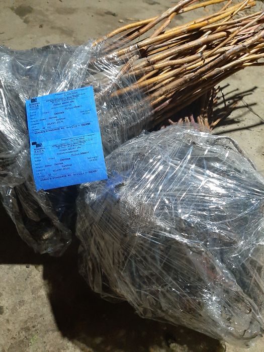 Drajoni de zmeură Delniwa Targu Jiu • OLX.ro