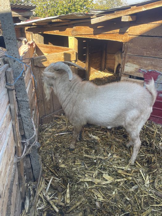 Vand 3 capre si un țap Saanen rasa pura. Focsani • OLX.ro