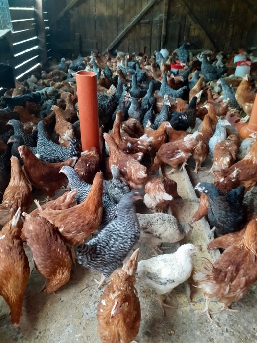 Pui rasa mixta 2 kg 25 lei Nazna • OLX.ro