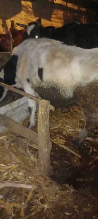 Vind doua vaci ieftine Sprancenata • OLX.ro