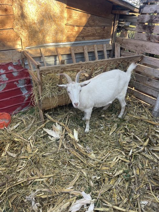 Vand 3 capre si un țap Saanen rasa pura. Focsani • OLX.ro