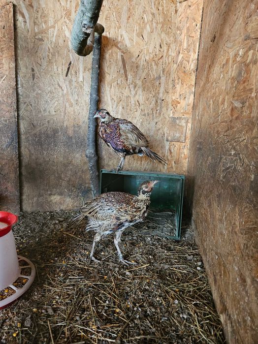 De vanzare Fazan comun Sfantu Gheorghe • OLX.ro