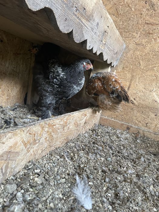 Brahma gold, silver, portelan Buciumeni • OLX.ro