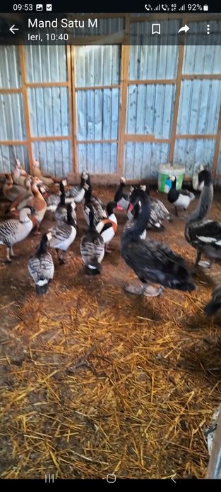 Lebede negre tineret și mature Afumati • OLX.ro