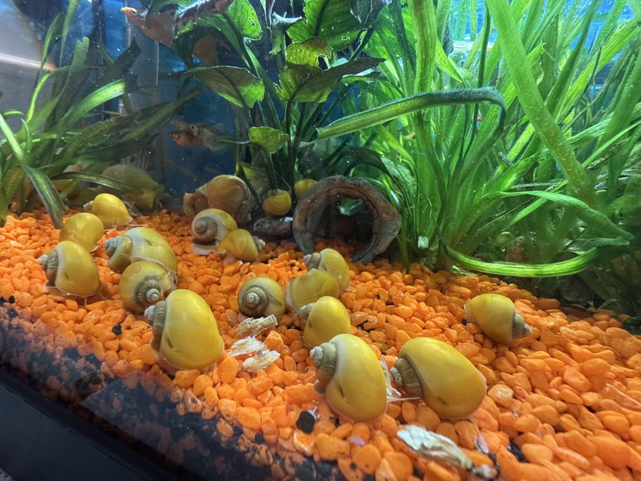 Melci Pomaceea - pt. Acvariu de Apa dulce Bucuresti Sectorul 2 • OLX.ro