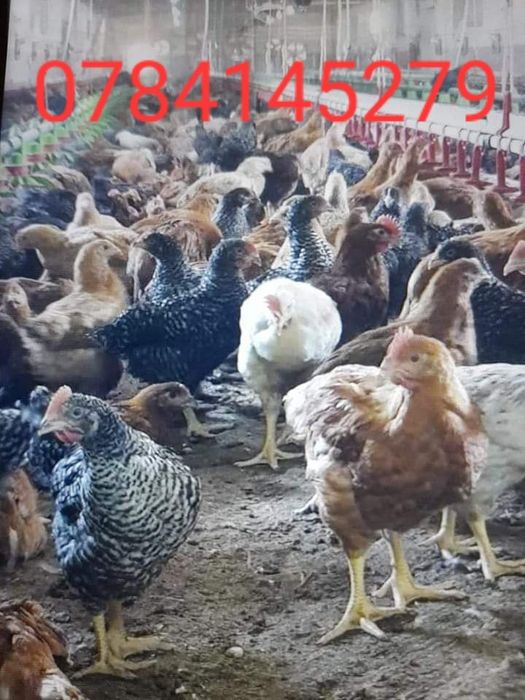 Livram pui albi de carne la un 1kg preț 15 lei Pui de rasa mixtă poru ...