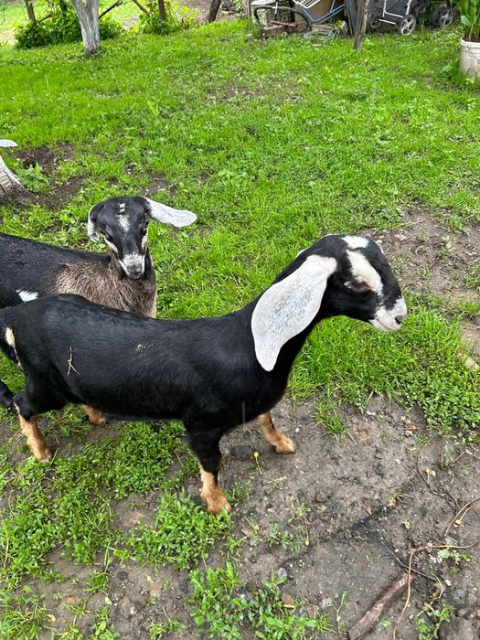 Iedute tapi si capre Anglo nubian Boita • OLX.ro