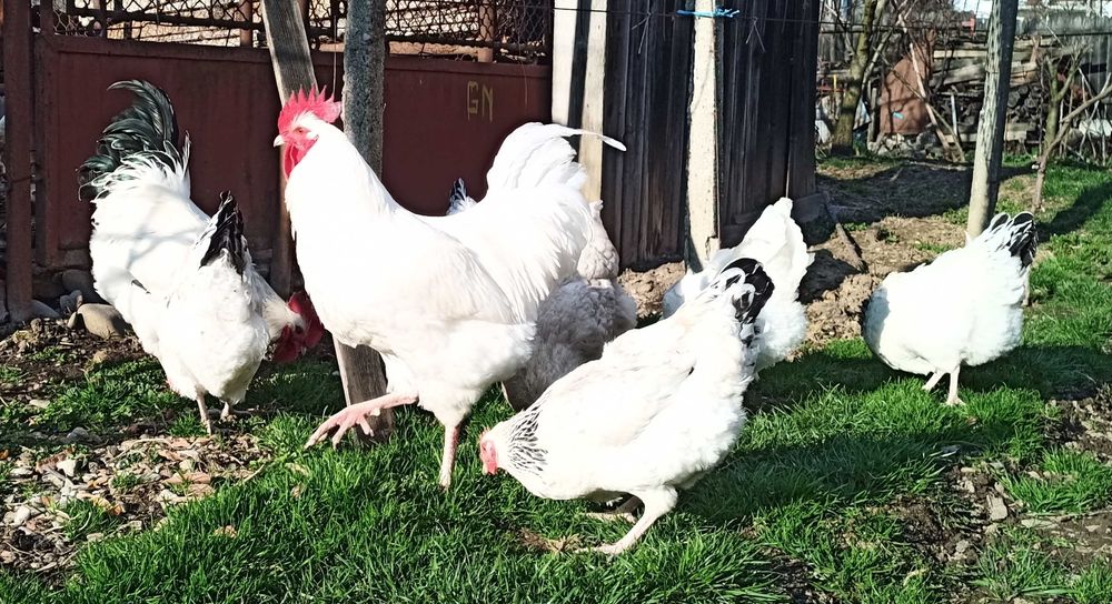 Oua pentru incubat gaini Sussex, Australorp Alb, metis Faverolles ...