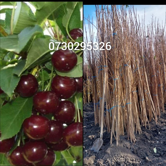 Pomii Fructiferi Altoiți Clasici și Columnari diferite soiuri Panciu ...