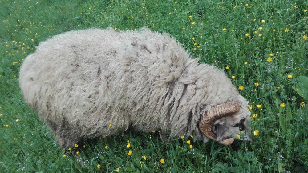 Berbeci ,oi ,mielute .Capre si tapi .Fac si schimb. Busteni • OLX.ro