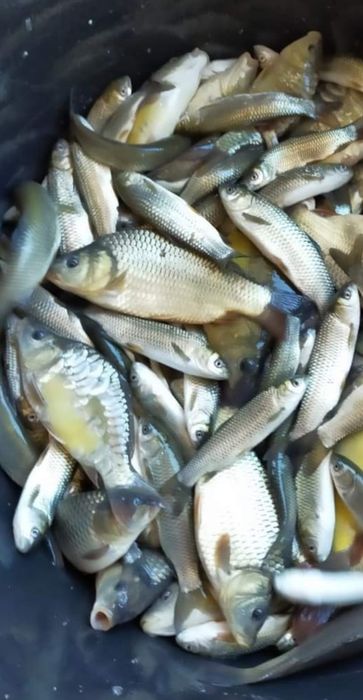 Puiet crap romanesc ,crap fără solzi , cteno ( amur ) , fitofag,novac ...