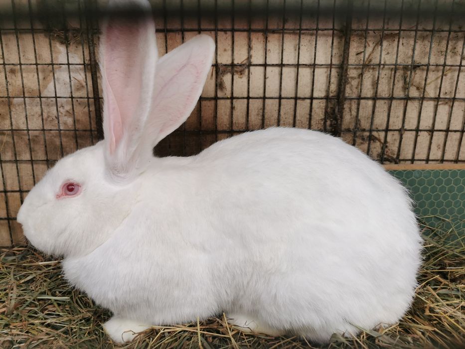 Заек, зайче,пеперуда, пеперуда трикольор, чинчила, великан, шаренийки ...