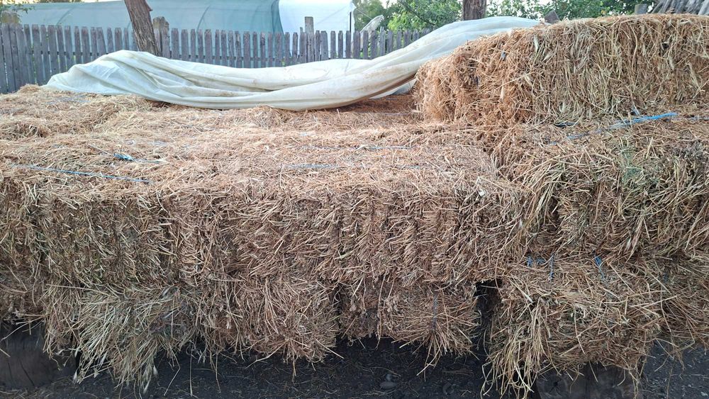 Baloti de lucerna Scarisoara • OLX.ro