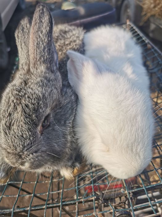 Vând iepuri cu ochi albaștri - rasă de carne Bailesti • OLX.ro