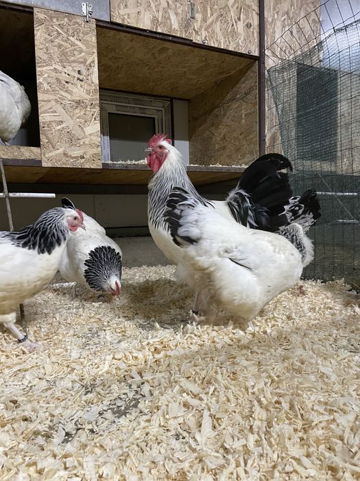 Pui de gaina pui de rasa pui de o zi oua incubat Barat Bresse Brahma ...