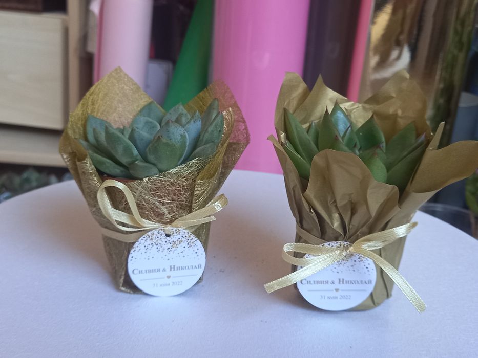 Сукулентни растения. Сокуленти. гр. Пловдив Христо Смирненски • OLX.bg