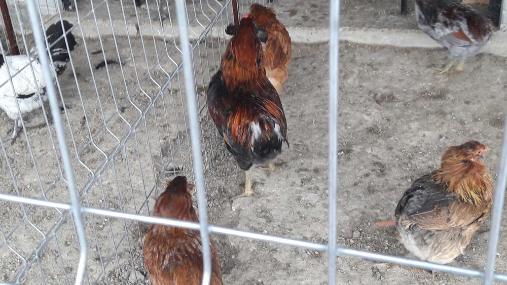 Vand pasari rasa Araucana rasa pura + alte rase de pasari Berca • OLX.ro