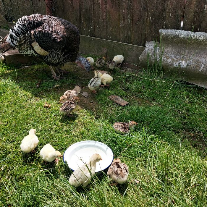 Vand curca romaneasca cu 12 pui i Gherla • OLX.ro