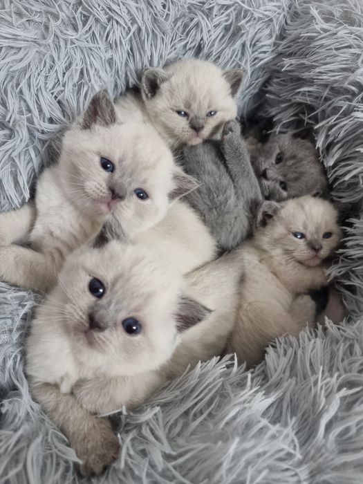 Pui pisica/ pisici british shorthair blue si white Roman • OLX.ro