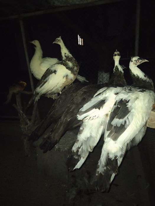 Vand păuni și fazani,vârstă 2 ani Ceardac • OLX.ro