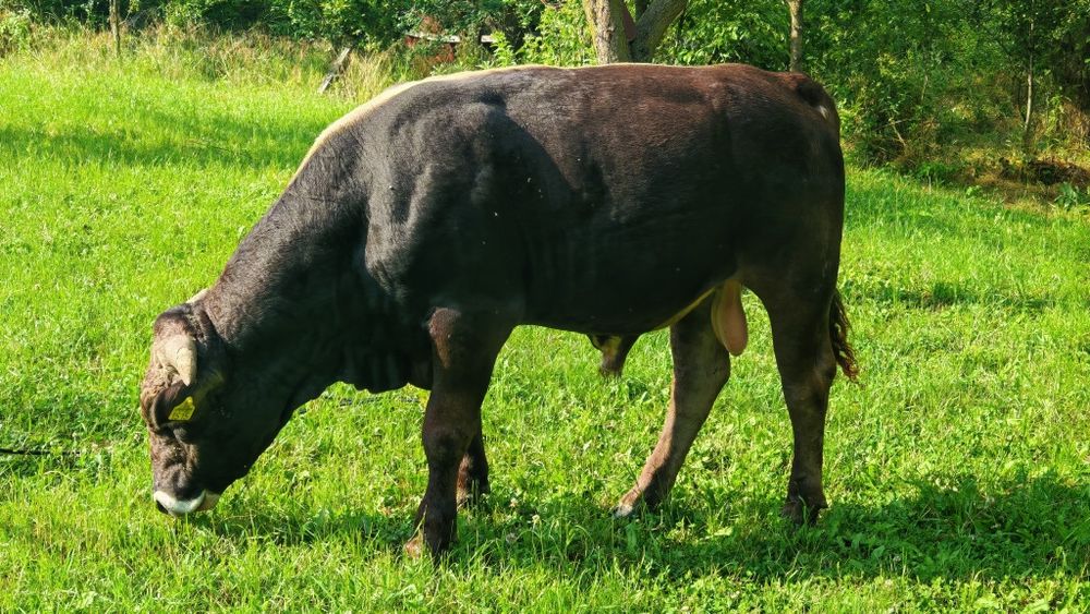 Vând tauri 1 - 1.5 ani Valcelele • OLX.ro