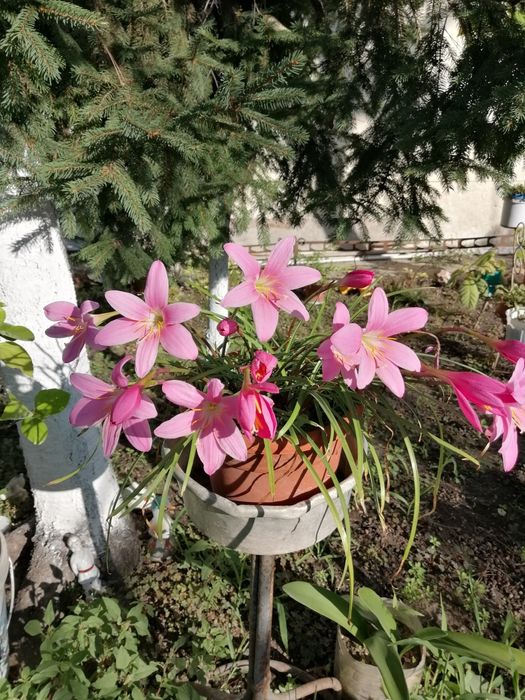 Crin pitic de ghiveci Tulcea • OLX.ro