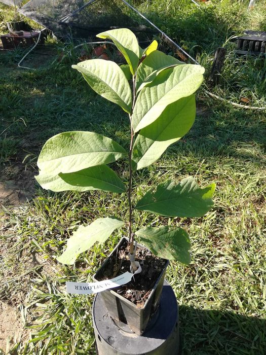 Pom PawPaw Altoit Sunflower / Prima (Paw Paw) Banana Nordului 3 ani ...